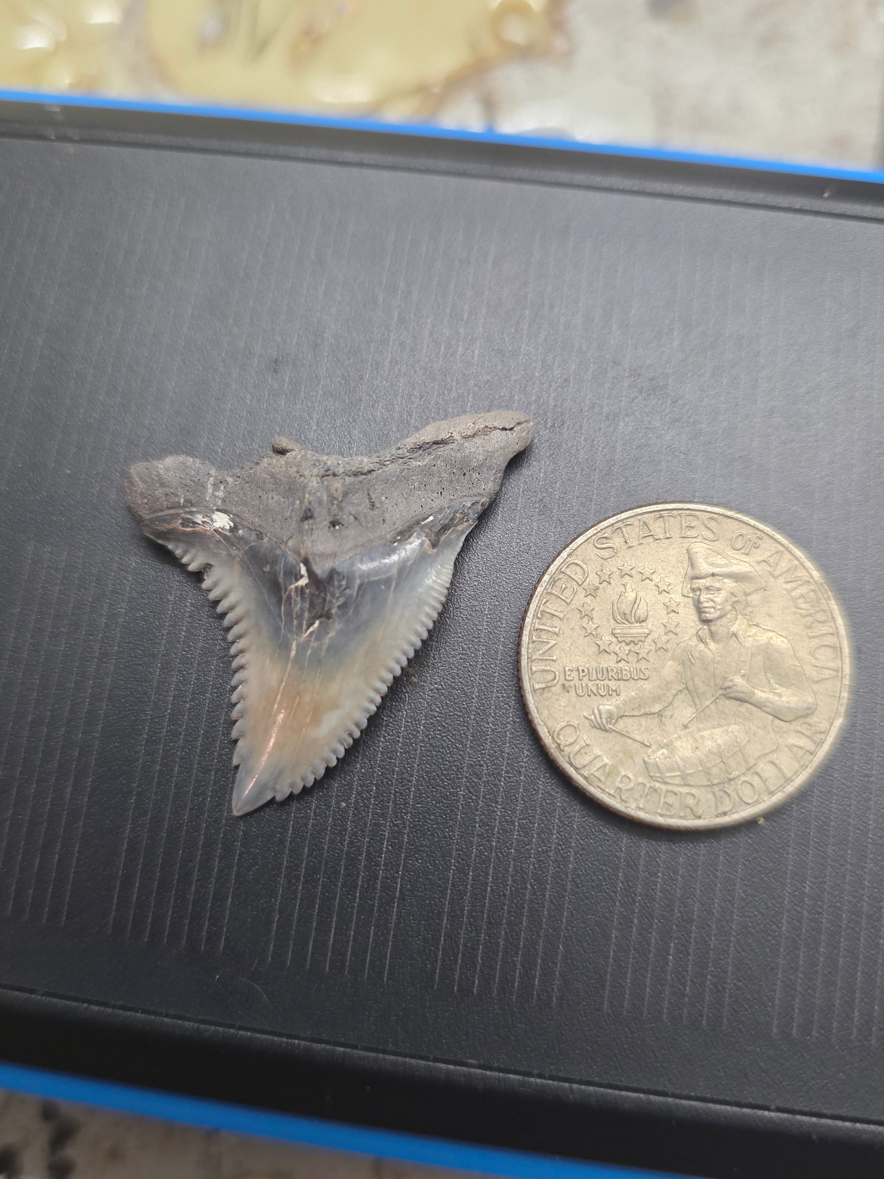 Hemi Snaggletooth Shark Tooth. One-of-a-Kind Fossil Display! – Relic Reef